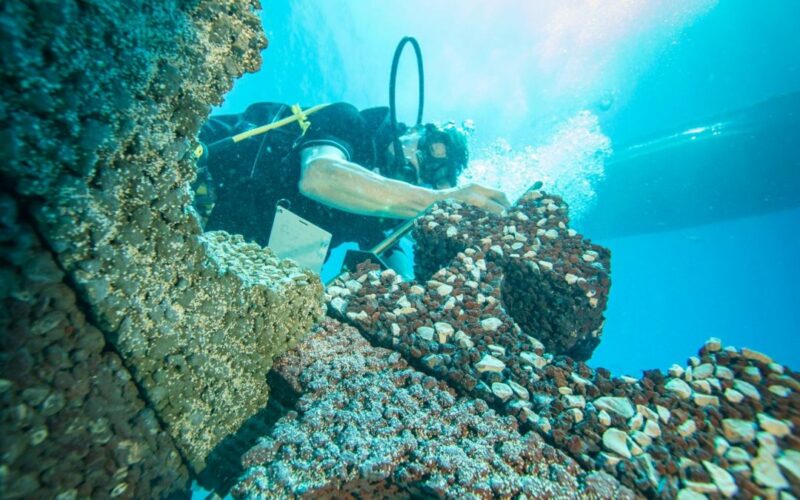 Resilient Reefs | Hazelett Marine